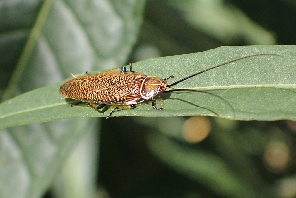 bush cockroach from Balwyn VIC, Australia on November 28, 2021 at 01:50 ...