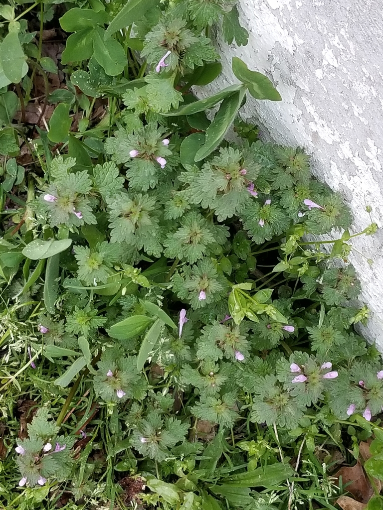 cutleaf deadnettle from 751 W 232nd St, Bronx, NY 10463, USA on April ...