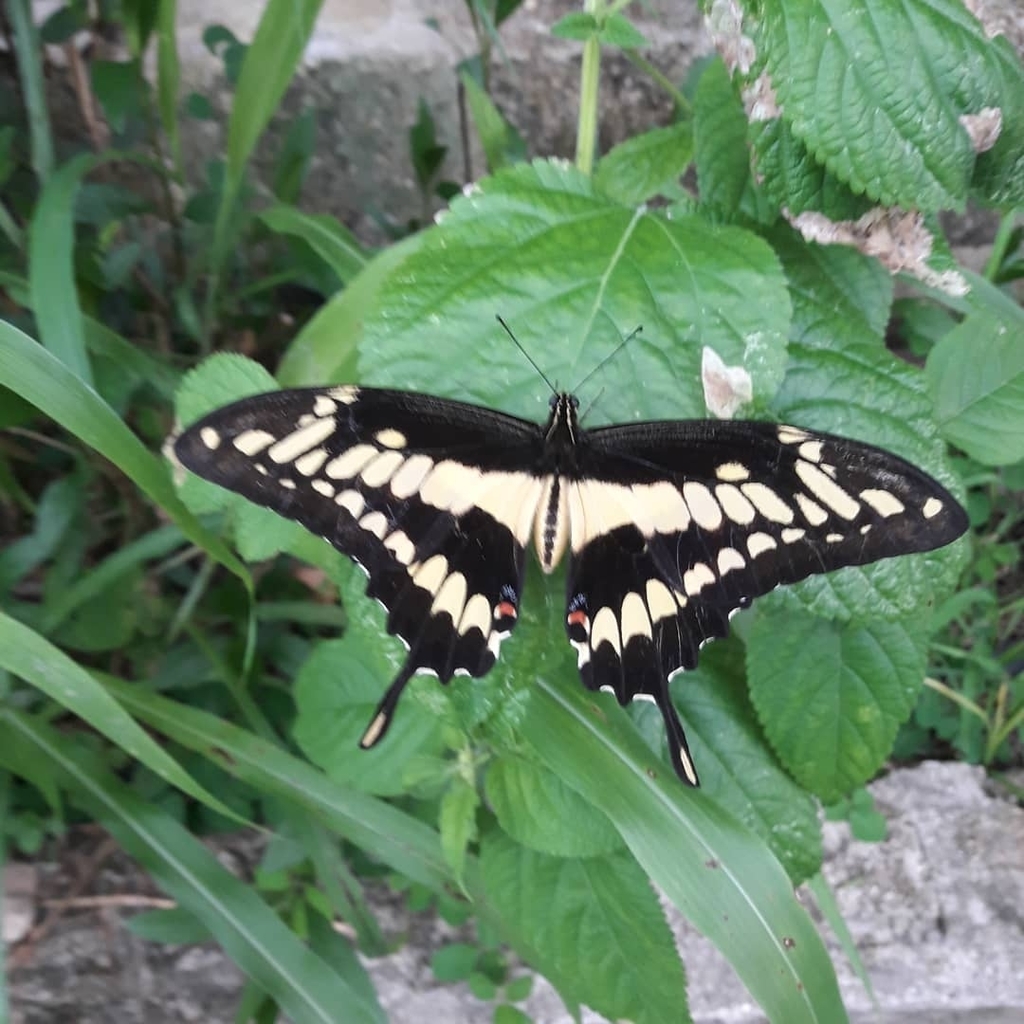 Thoas Swallowtail from Western Tobago, Trinidad and Tobago on December ...
