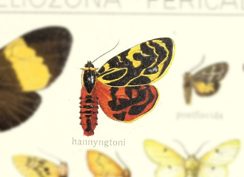 Preparctia hannyngtoni · iNaturalist United Kingdom