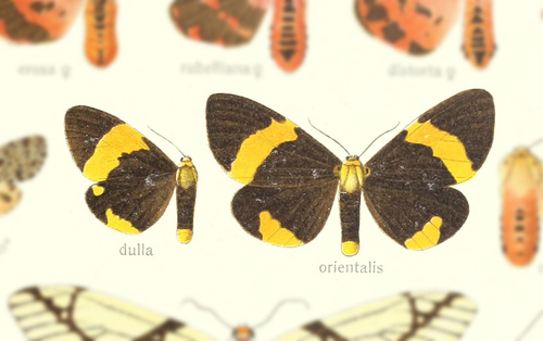 Creatonotos dulla · iNaturalist
