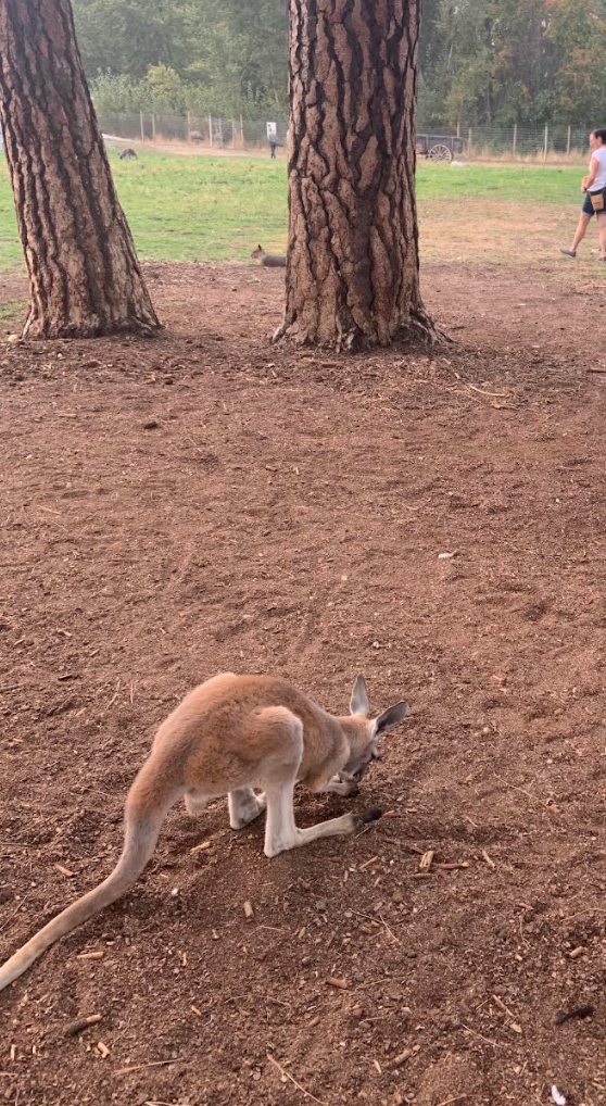 Red Kangaroo from Kelowna, BC, Canada on July 23, 2020 at 10:13 PM by ...