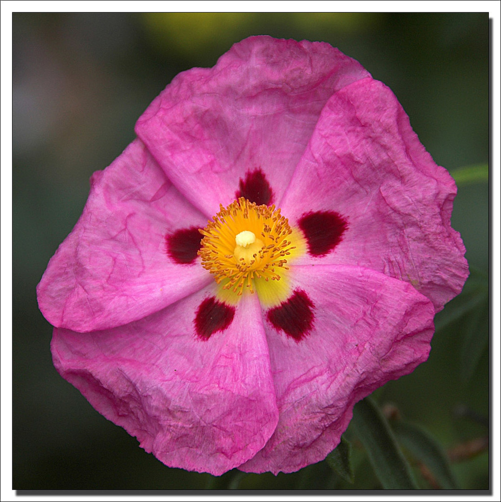 rock roses (Eaton Canyon Natural Area) · iNaturalist