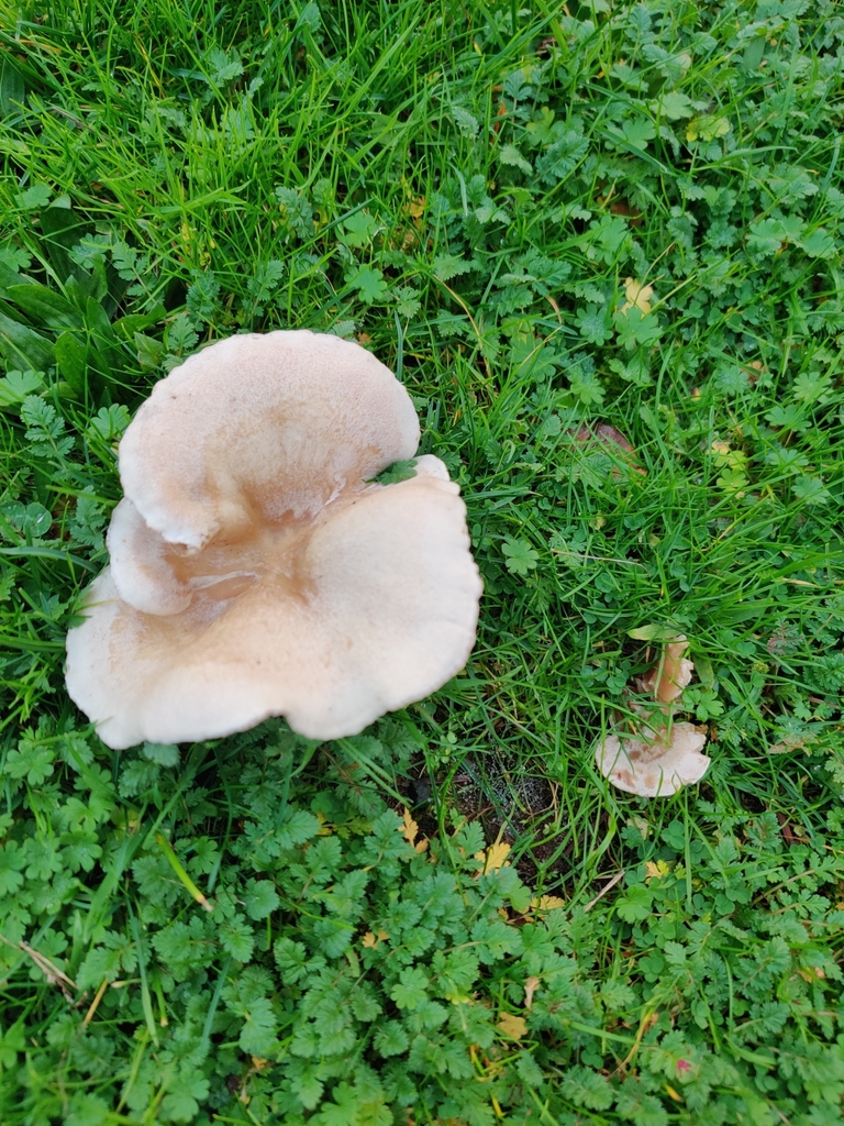 Fool's Funnel from Arbor Lodge, Portland, OR 97217, USA on December 01 ...