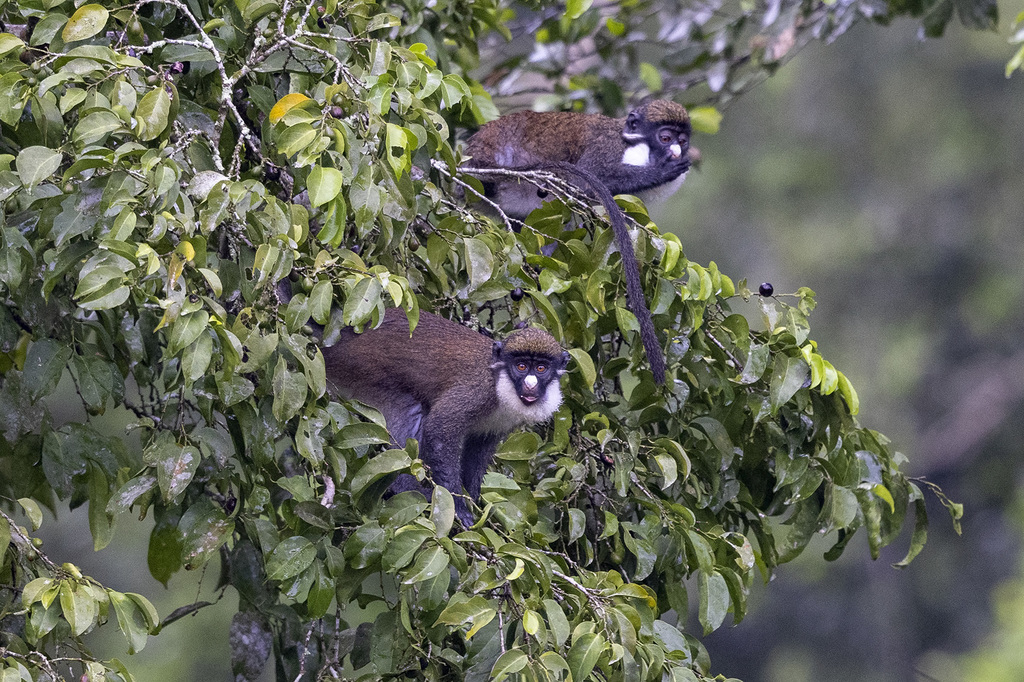 Lesser Spot-nosed Monkey (HX - Fauna of the Bissagos) · iNaturalist