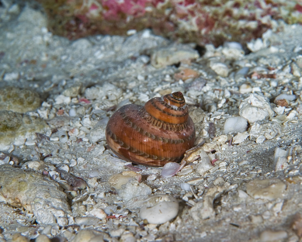 Tapestry Turban Snail from Dhaalu Atoll, Maldives on May 24, 2021 at 03 ...