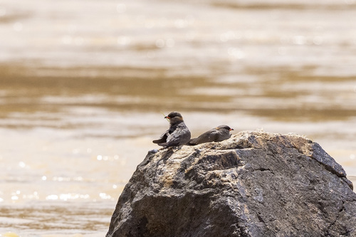 Rock Pratincole (Rufous-naped) (Subspecies Glareola nuchalis liberiae ...