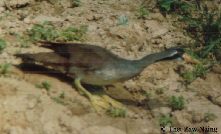 Masked Finfoot (Birds of Myanmar (Burma)) · iNaturalist