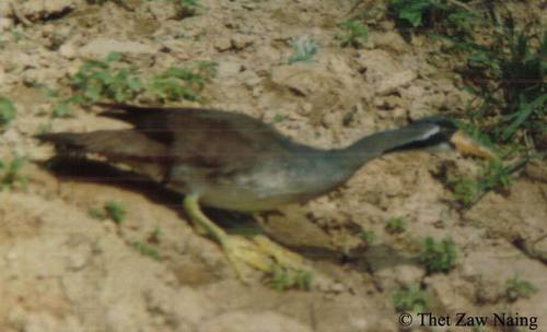 Masked Finfoot (Birds of Myanmar (Burma)) · iNaturalist