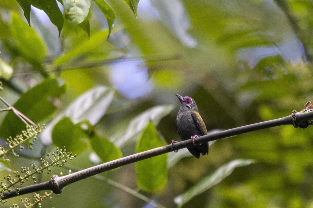 African Piculet (Verreauxia africana) - Avian Discovery