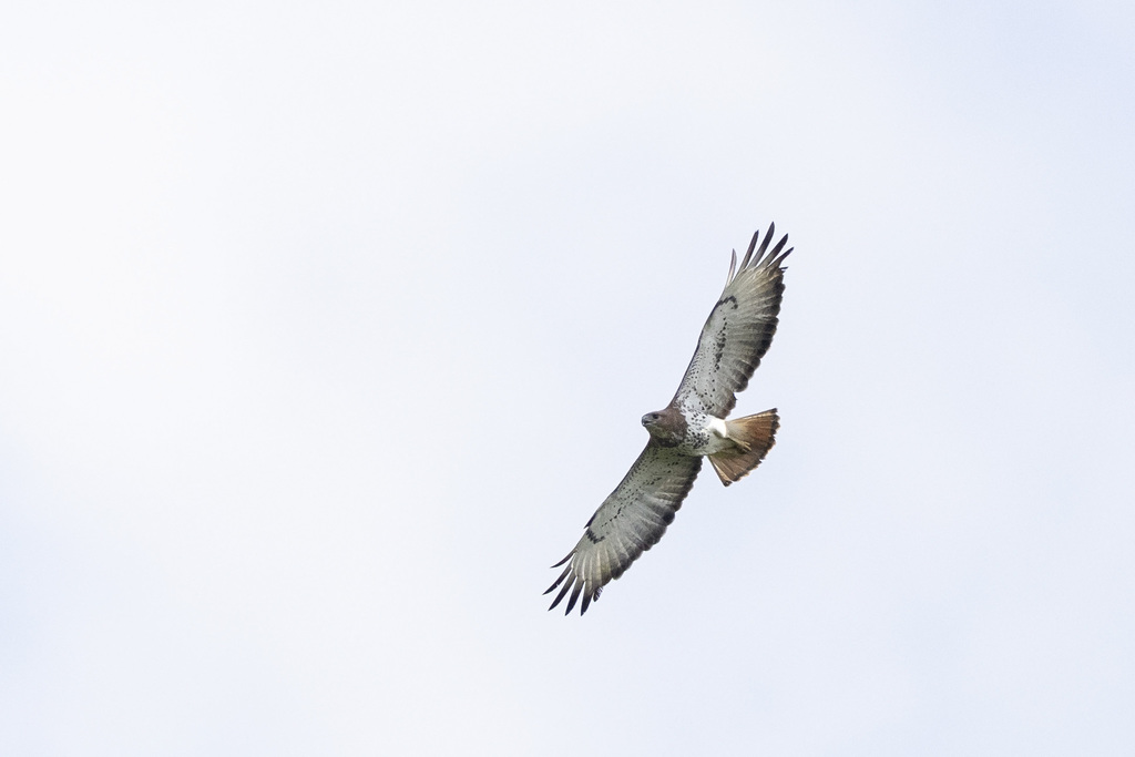 Red-necked Buzzard from Wassa East, Ghana on November 14, 2021 at 09:33 ...