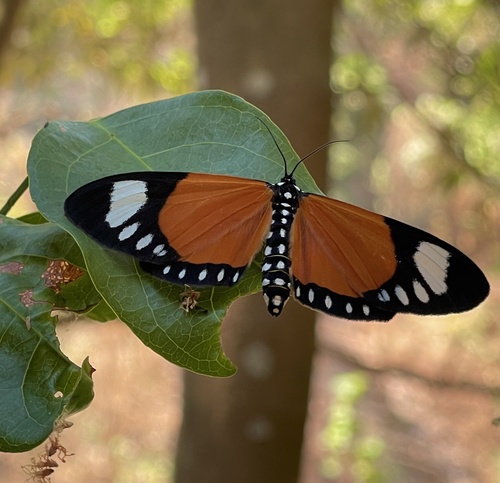 Monarch Looper (Aletis libyssa) · iNaturalist