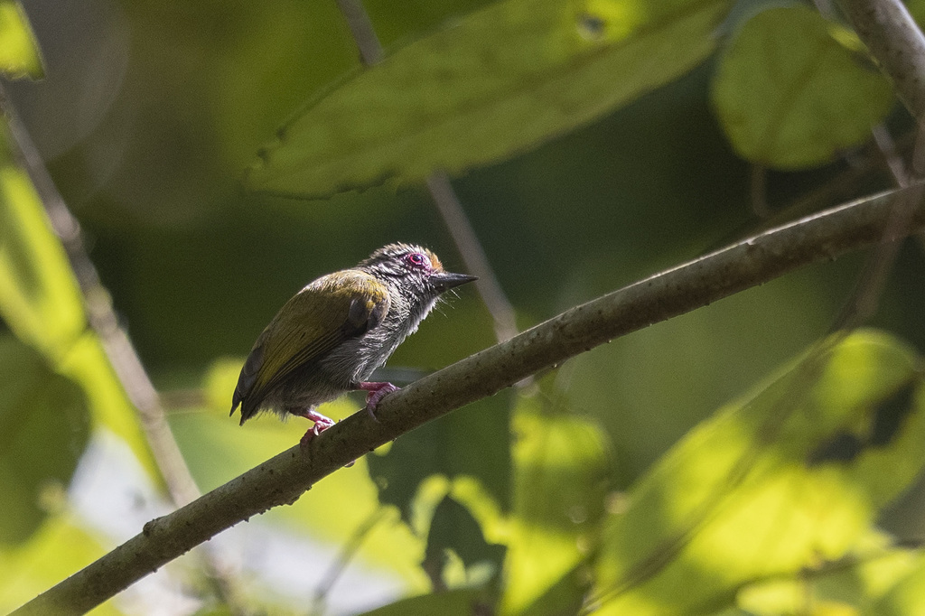 African Piculet from Mpohor Wassa East, Western, Ghana on November 15 ...