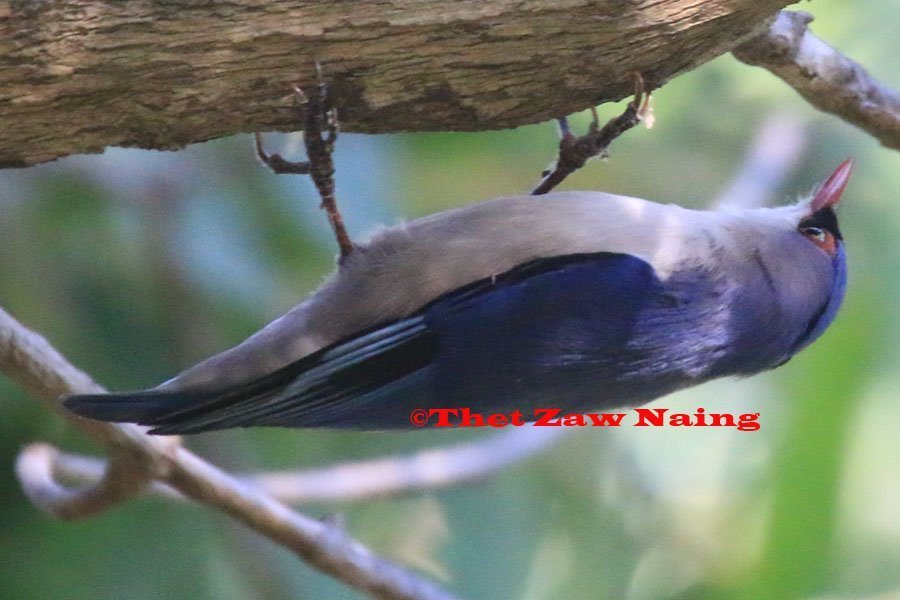 Velvet-fronted Nuthatch (Birds of Myanmar (Burma)) · iNaturalist