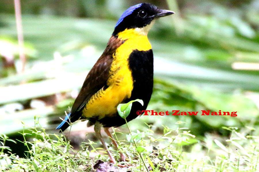Gurney's Pitta (Birds of Myanmar (Burma)) · iNaturalist
