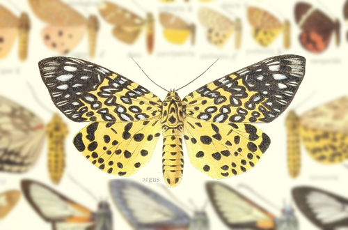 Genus Sebastia · iNaturalist