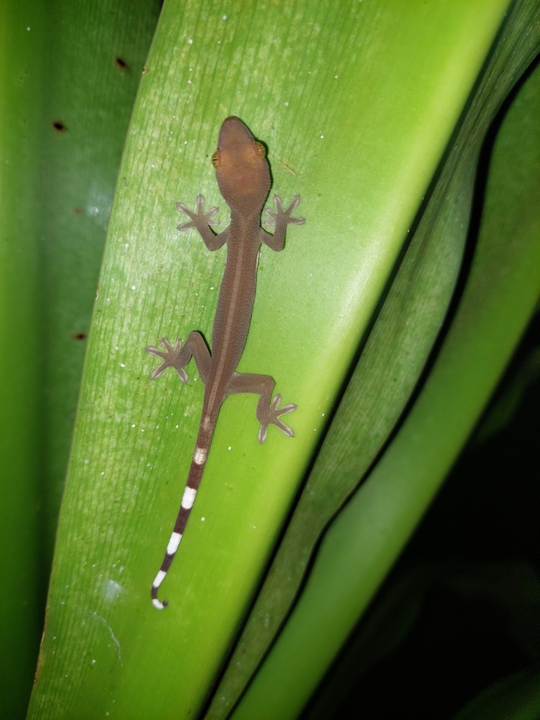 Lined Gecko from Raja Ampat Regency, West Papua, Indonesia on November ...