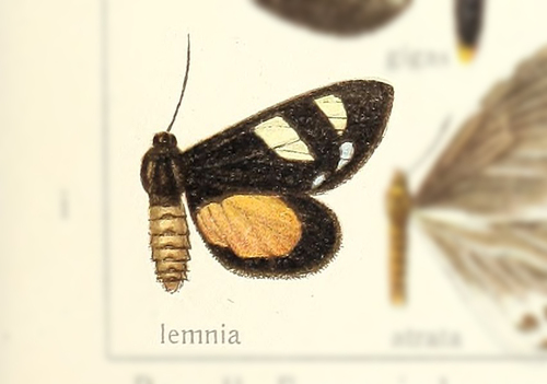 Callimorpha lemnia · iNaturalist United Kingdom