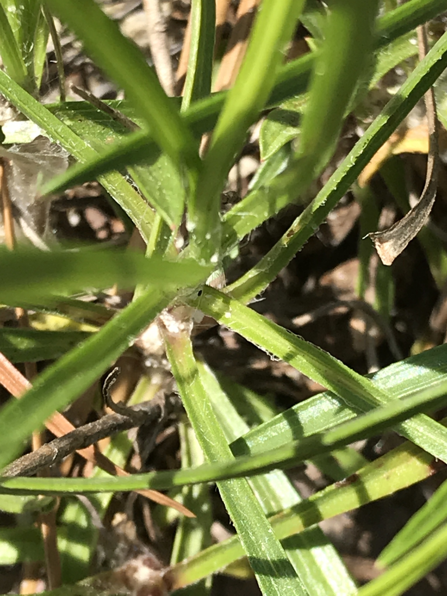 Pityopsis pinifolia (Elliott) Nutt.
