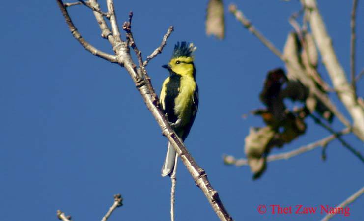 Yellow-cheeked Tit (Birds of Myanmar (Burma)) · iNaturalist