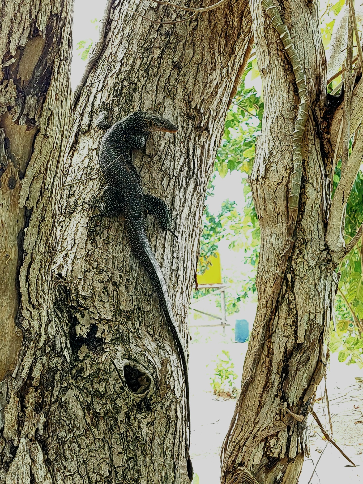 Varanus indicus (Daudin, 1802)