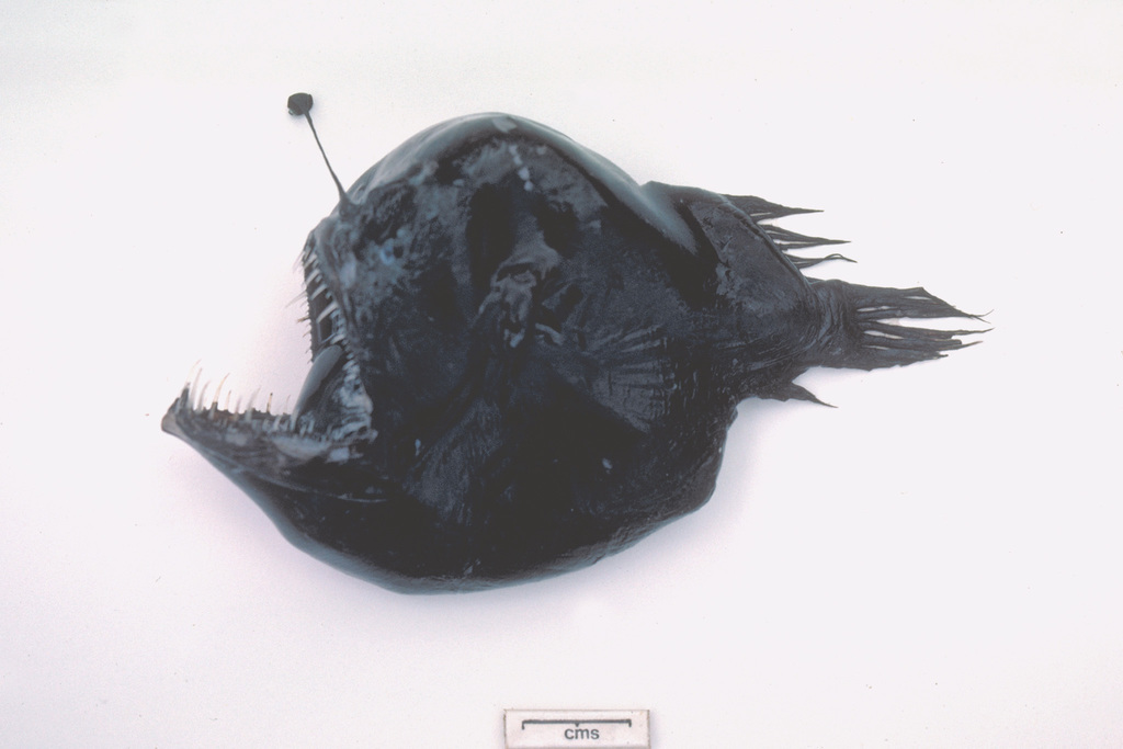 Black Seadevils (Melanocetidae) - Marine Life Identification