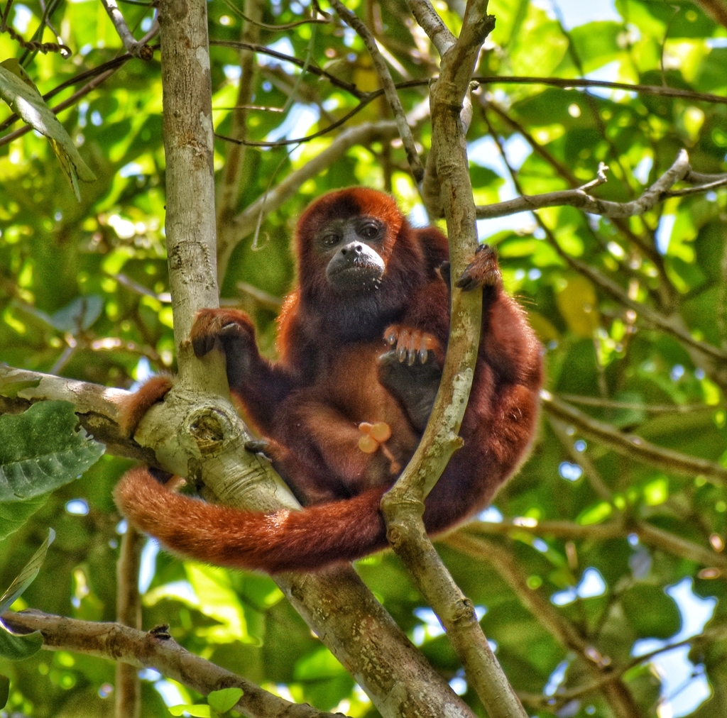 Guianan Red Howler Monkey (Alouatta macconnelli) - Know Your Mammals