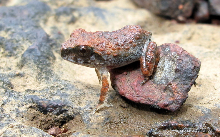 Burrowing Frogs from Dabhol on July 05, 2010 by Vishals_Lab. Four ...