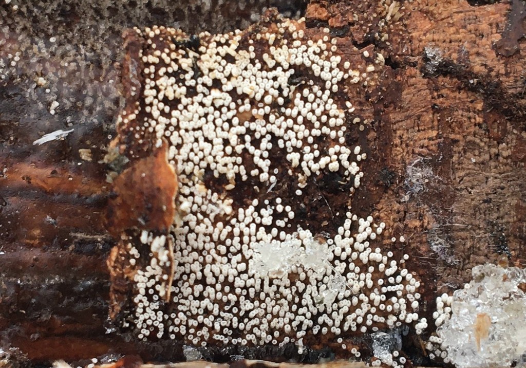 white tubelet from Švenčionys District Municipality, Lithuania on ...