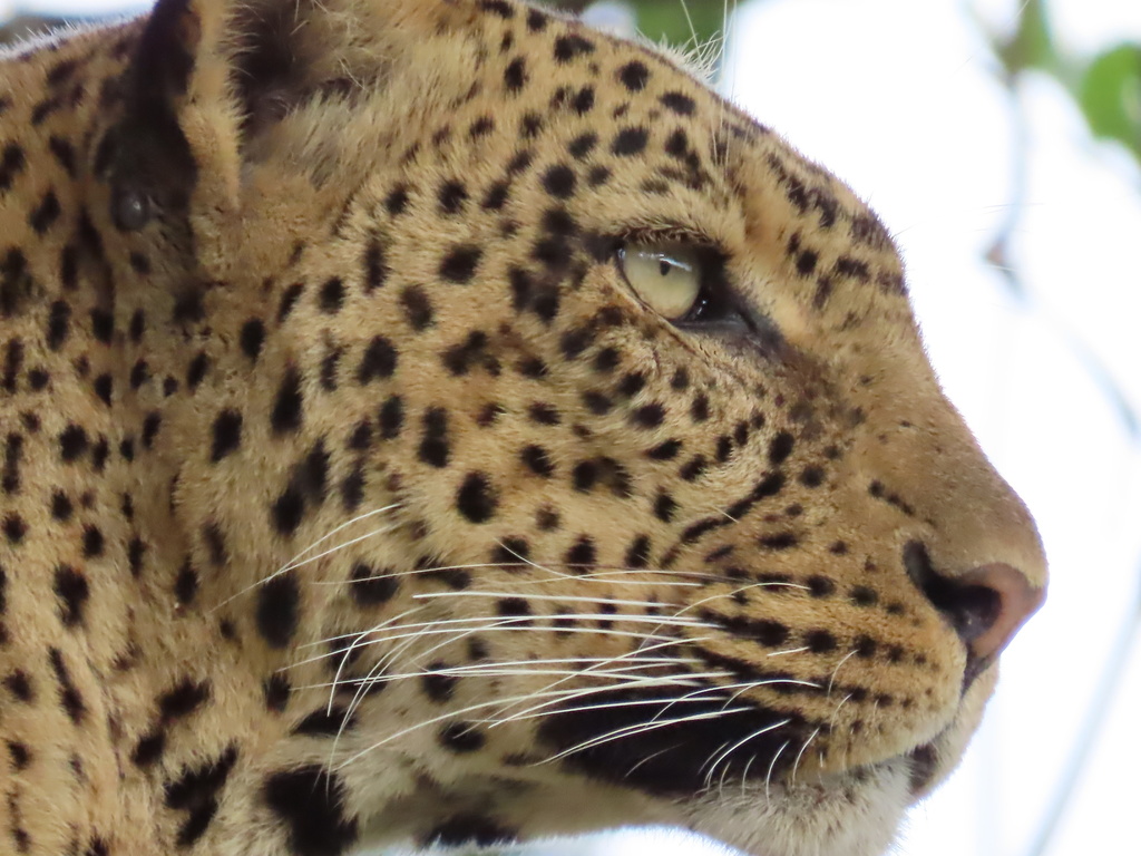African Leopard in December 2021 by lizardwizard · iNaturalist