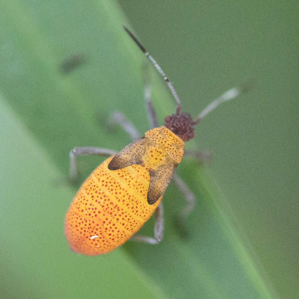 Jadera from Camobi, Santa Maria - RS, Brasil on December 02, 2021 at 10 ...