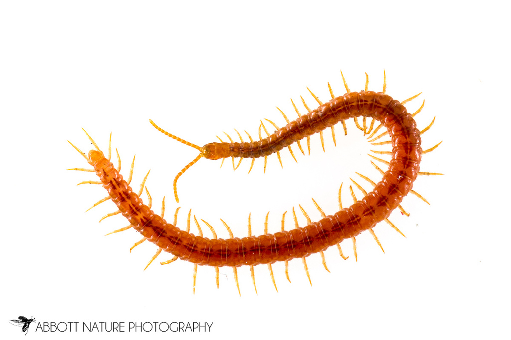 Strigamia branneri (Arthropods of Long Branch/Glencarlyn Park ...