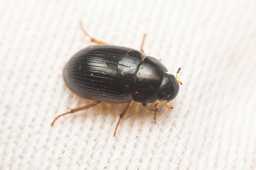 Genus Hydrobius · iNaturalist