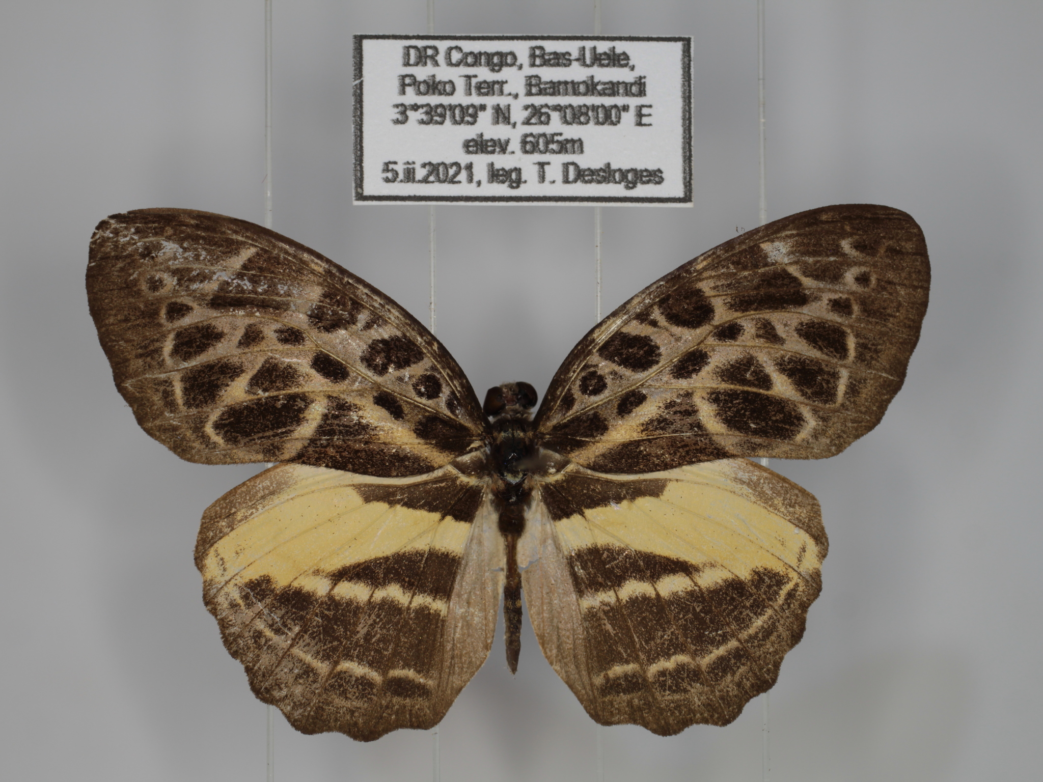 Catuna crithea Drury, 1773