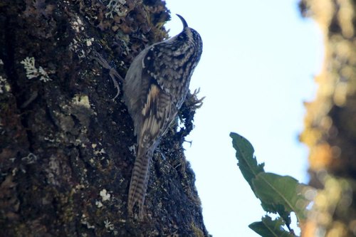 Bar-tailed Treecreeper (Birds of Myanmar (Burma)) · iNaturalist