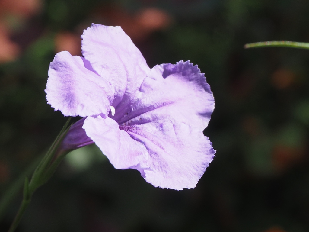 Mexican ruellia (Ruellia simplex) - Botanical Realm