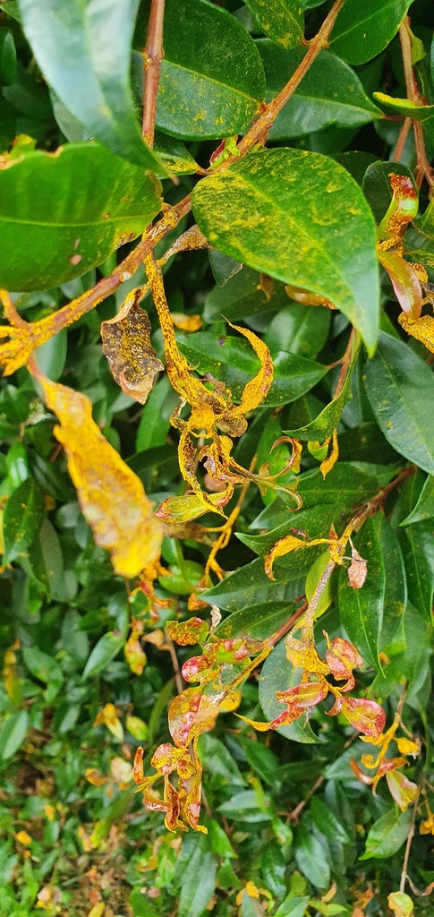 Myrtle Rust from Hobsonville, Auckland, New Zealand on December 02 ...
