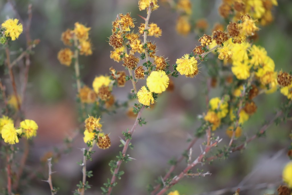 Acacia lasiocarpa bracteolata in September 2021 by Arthur Chapman ...
