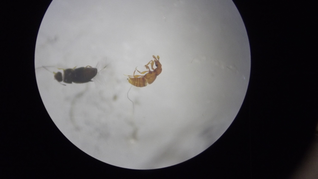 Ant-loving Beetles from Arroyo Seco, Qro., México on October 15, 2021 ...