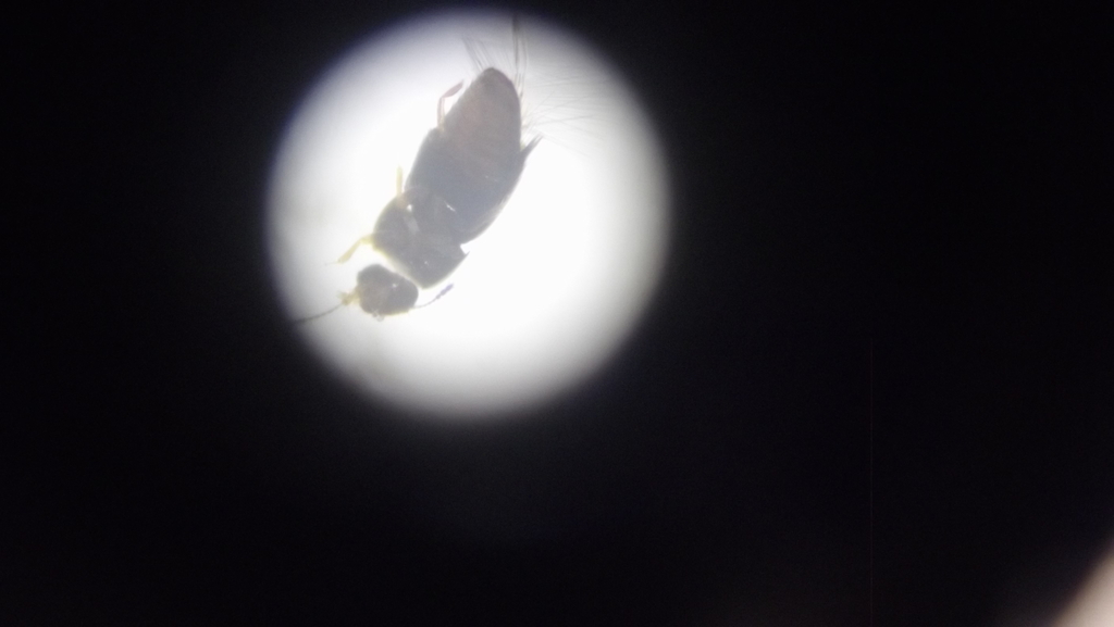 Feather-winged Beetles from Arroyo Seco, Qro., México on October 15 ...