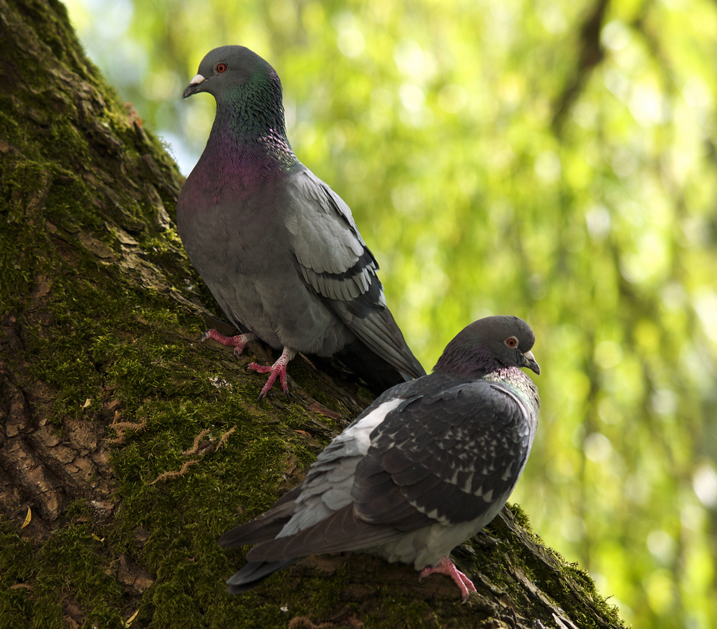 Rock Dove (Common Birds of Pittsburgh Parks) · iNaturalist