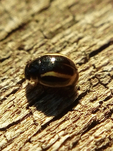 Hyperaspis elegantissima · iNaturalist