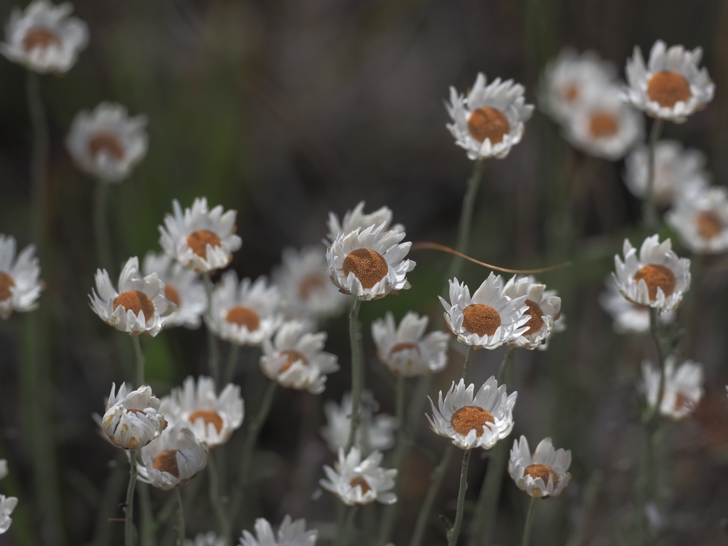 Blunt everlasting from Elizabeth Island VIC 3921, Australia on November ...