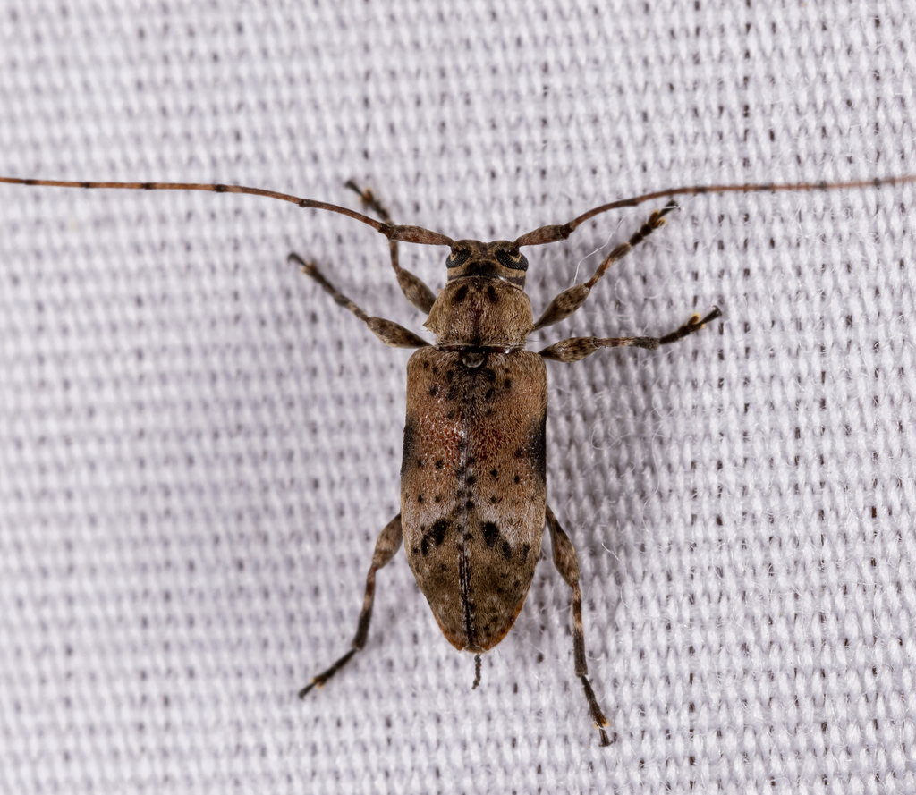 Alpha Long-horned Beetle (Longhorn Beetles of the United States Pt.2 ...