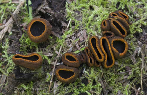 Plectania harnischii · iNaturalist