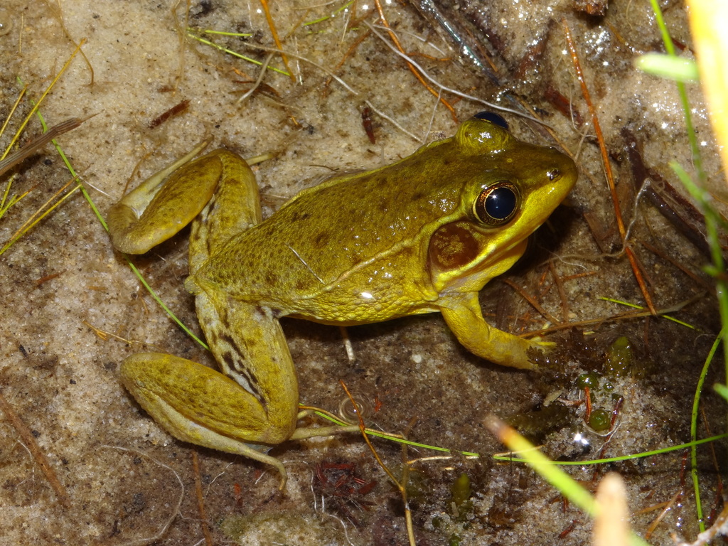 Florida Bog Frog in June 2019 by timoteo_b. Lifer. · iNaturalist