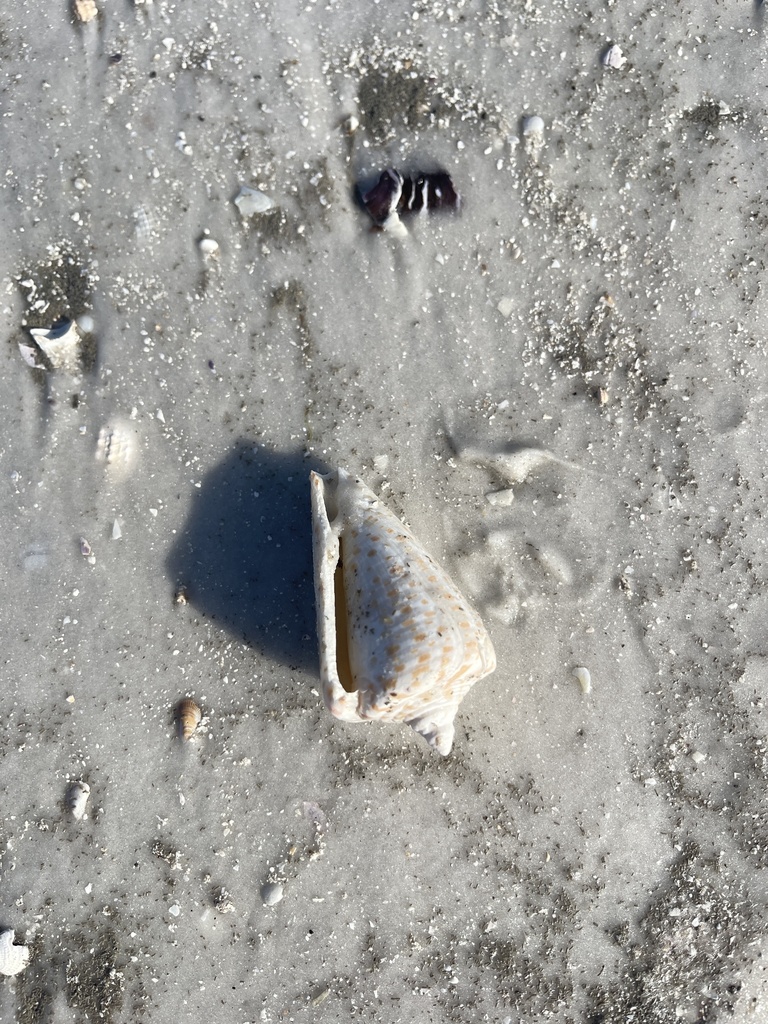 Alphabet Cone from North Atlantic Ocean, FL, US on November 17, 2021 at ...