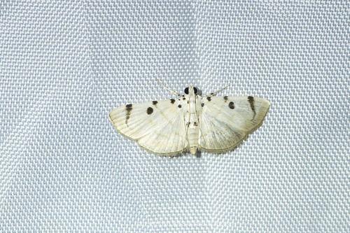 Pycnarmon marginalis · iNaturalist United Kingdom