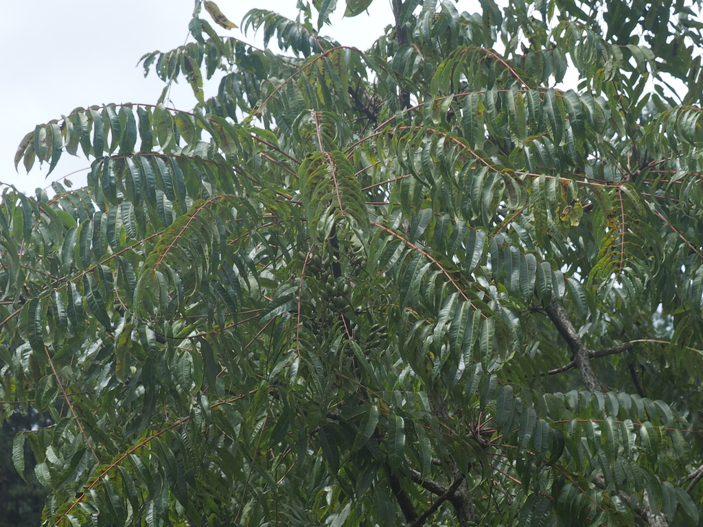 Toona sureni from Pekalongan, Central Java, Indonesia on November 26 ...