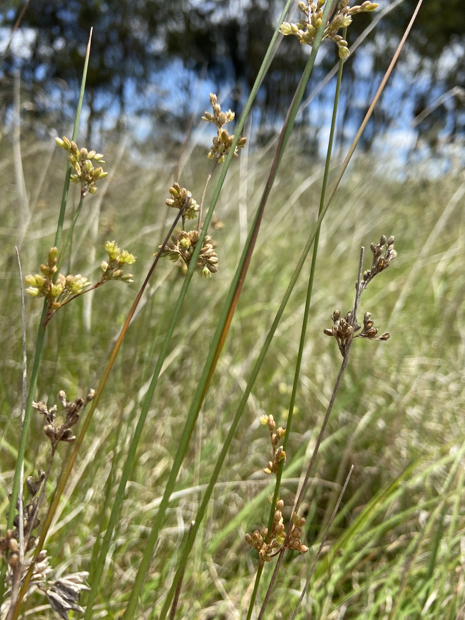 Juncus subsecundus N.A.Wakef.